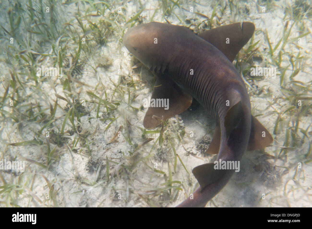 A bottom feeding shark hi-res stock photography and images - Alamy