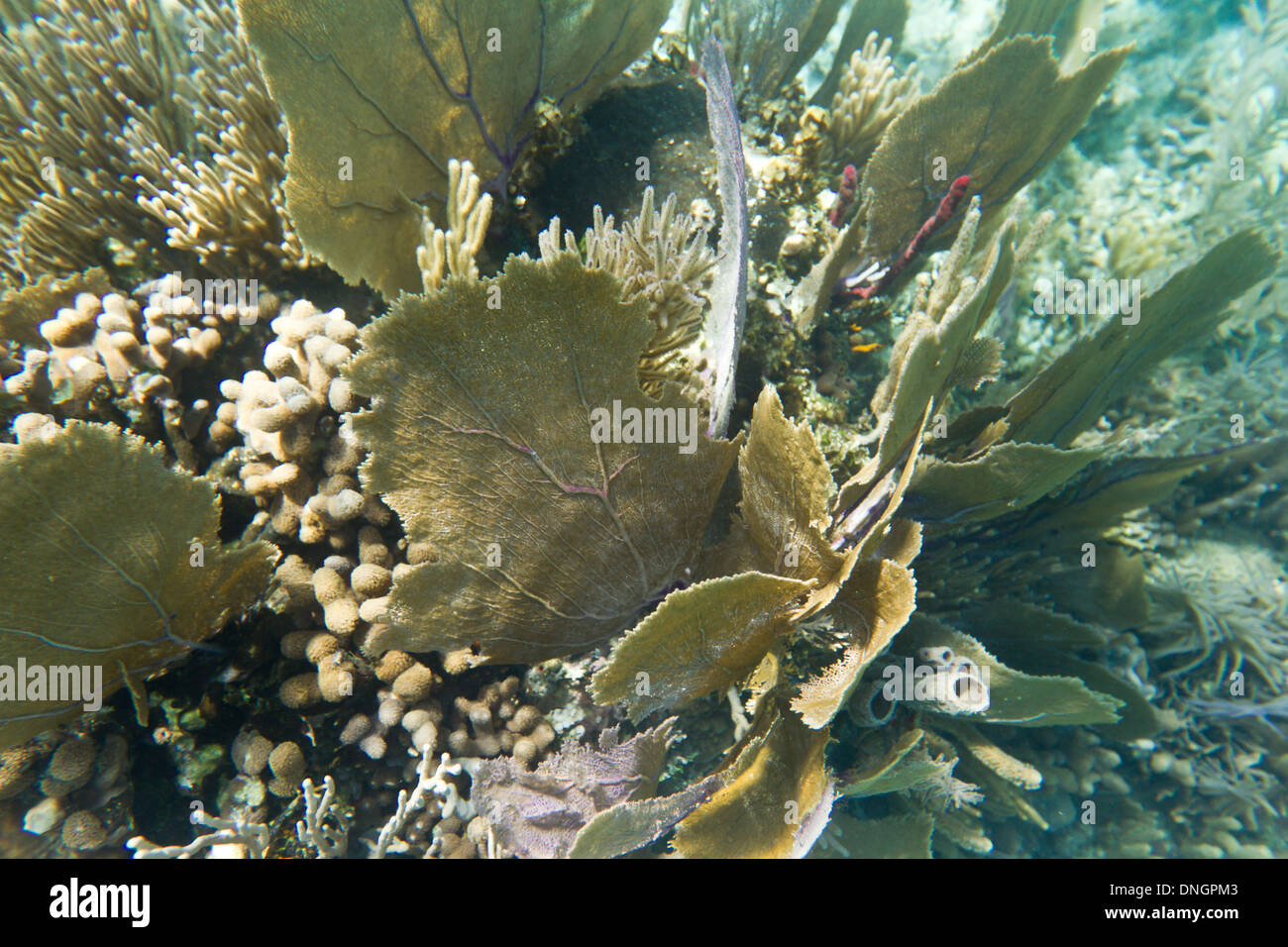 Belize barrier reef coral hi-res stock photography and images - Alamy