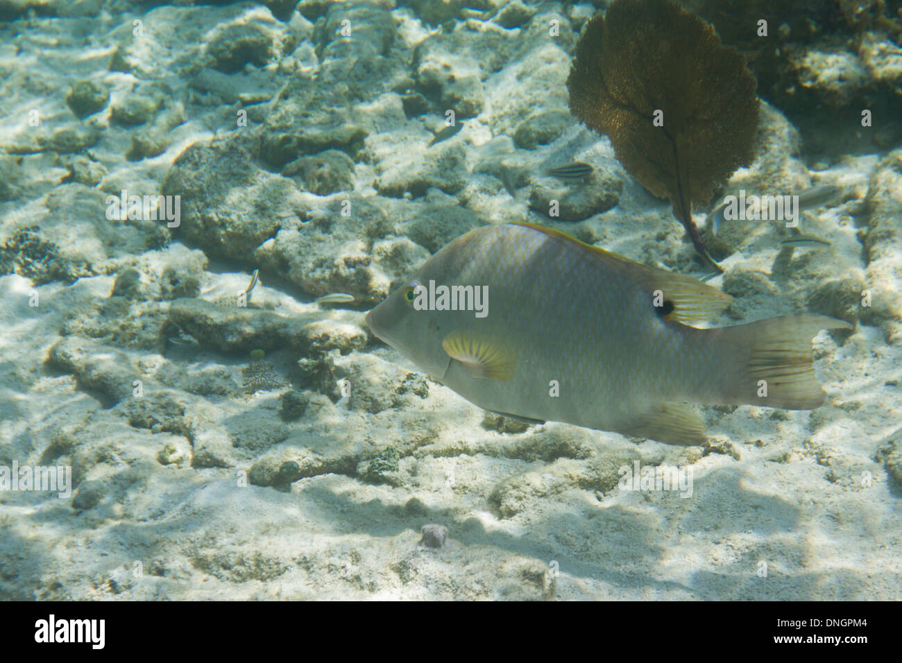 underwater close up of a silver fish in the coast of Belize Stock Photo ...