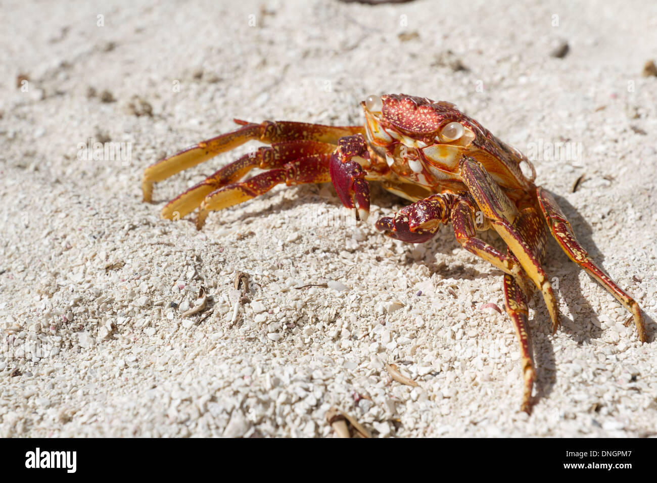 Empty crab shell hi-res stock photography and images - Alamy