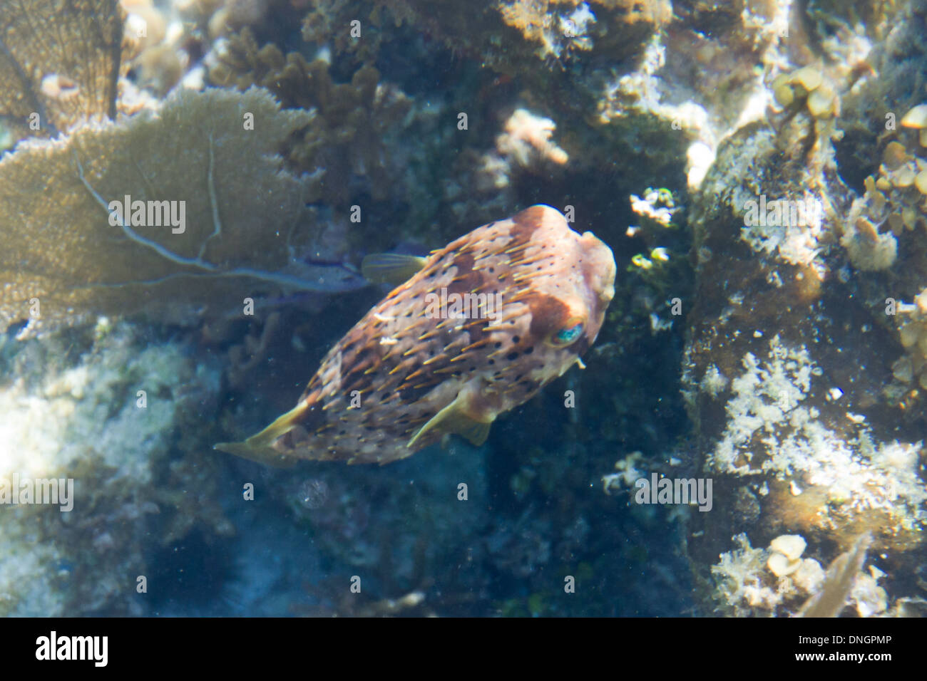 underwater close up of a puffer fish of the coast of Belize Stock Photo ...