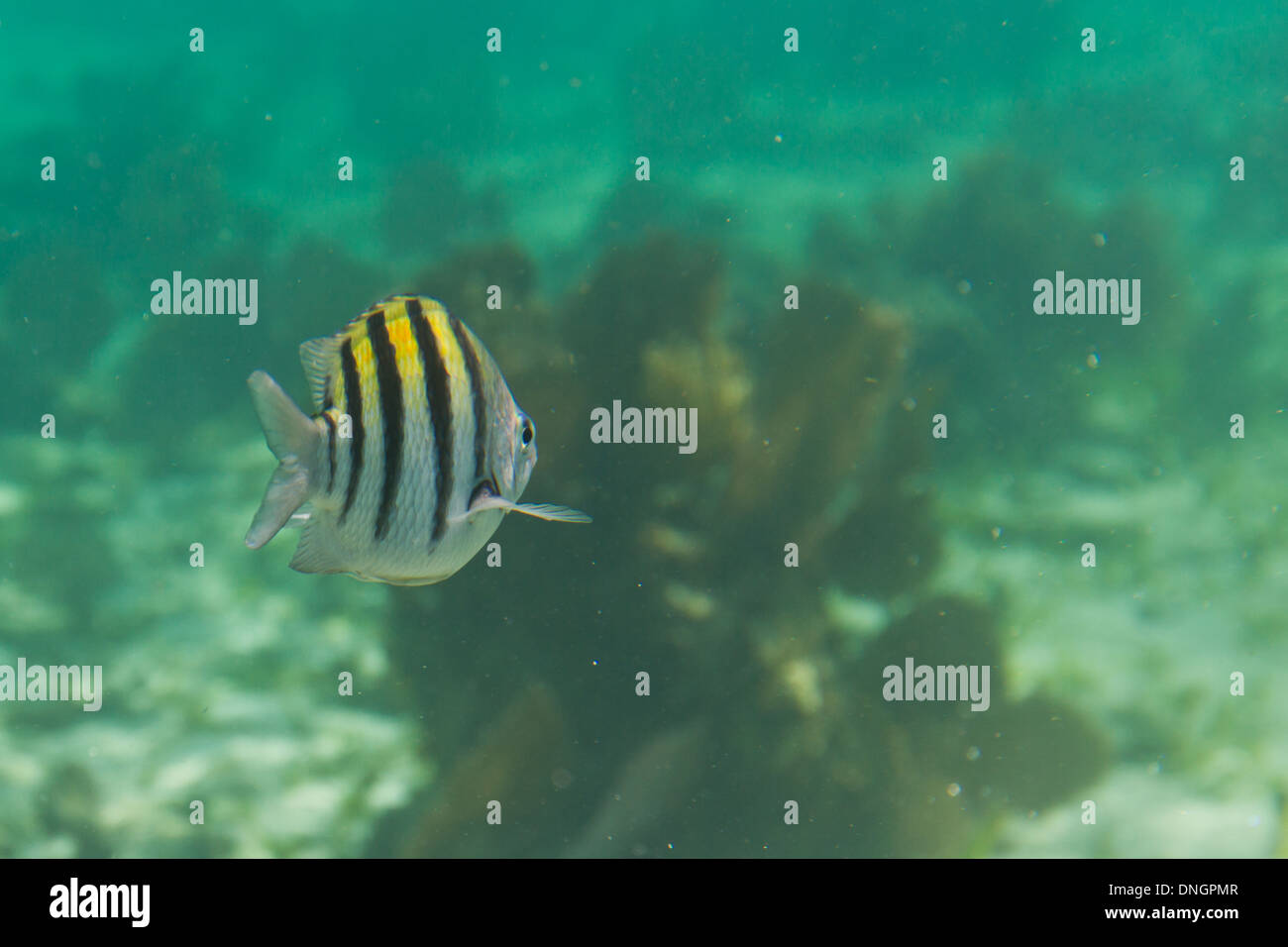 beautiful tropical fish on the barrier reef of Belize Stock Photo - Alamy