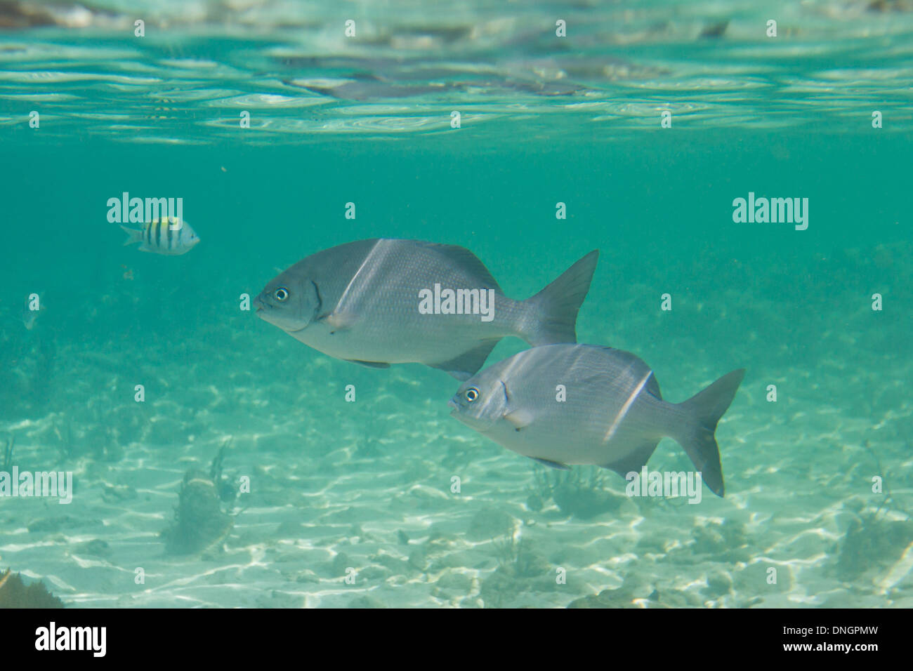 Caribbean fish diversity hi-res stock photography and images - Alamy
