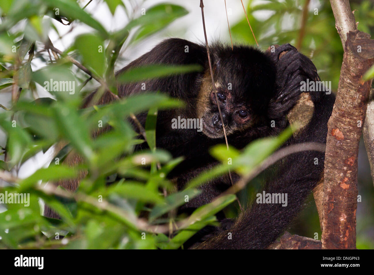 spider monkey in the rain forest of Belize Stock Photo - Alamy