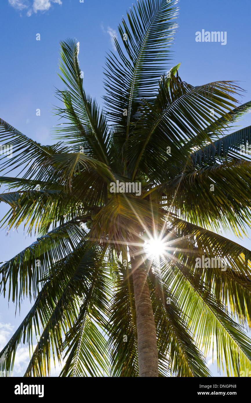 palm tree with sun flare trough the leaves waving in the wind of a ...