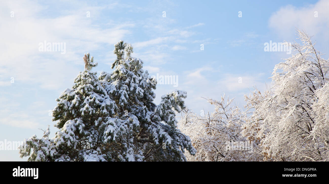 Ice storm during Canadian winter, tree tops and branches covered in ice ...