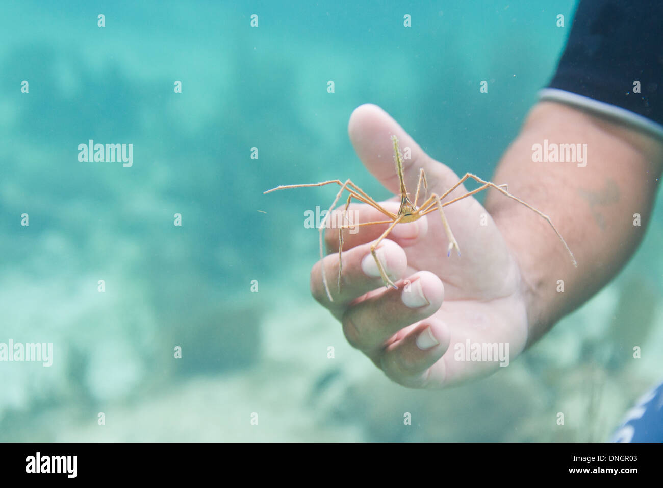 Belize spider hand hi-res stock photography and images - Alamy