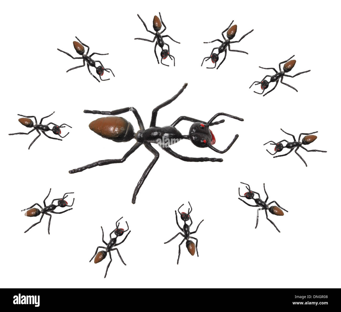 Ants Teamwork Stock Photos & Ants Teamwork Stock Images - Alamy