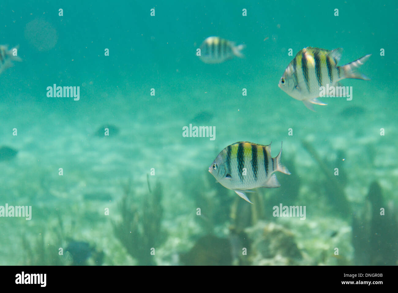 Belize barrier reef fish hi-res stock photography and images - Alamy