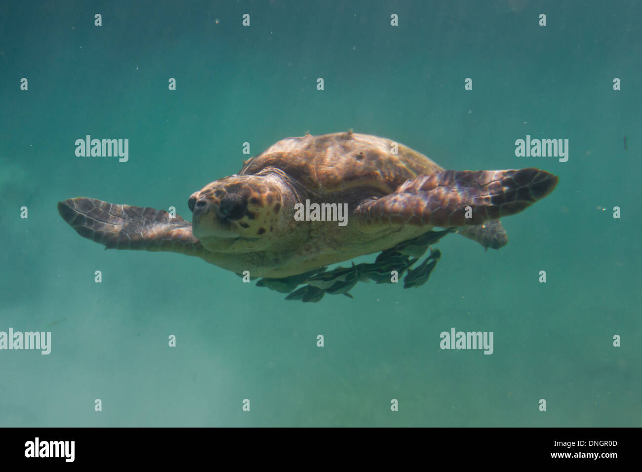 underwater closeup of a loggerhead turtle in the turquoise water of ...