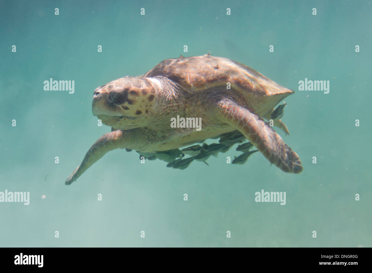 underwater closeup of a loggerhead turtle in the turquoise water of ...