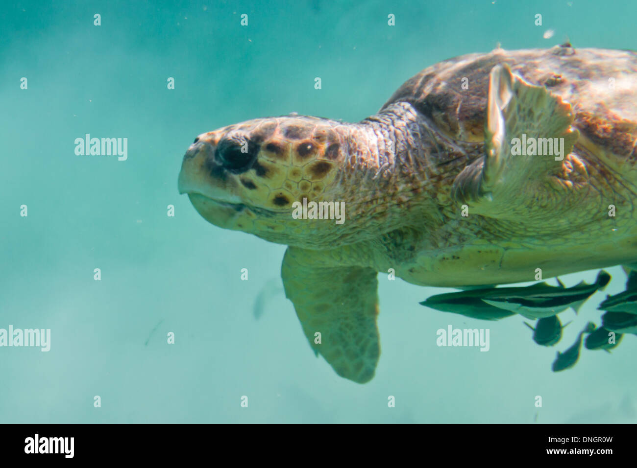 underwater closeup of a loggerhead turtle in the turquoise water of ...