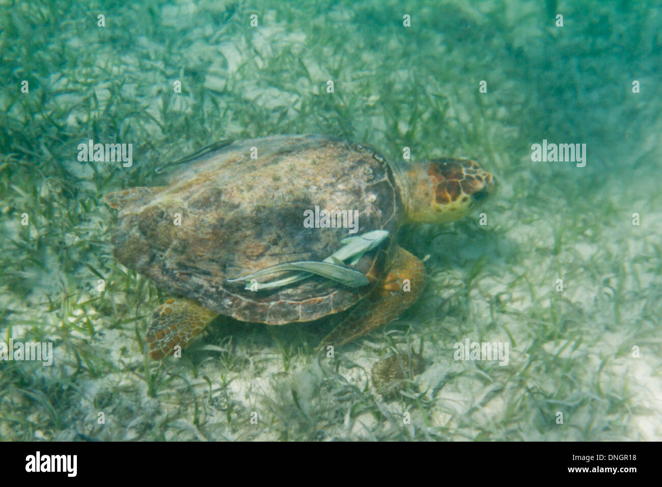 underwater closeup of a loggerhead turtle in the turquoise water of ...