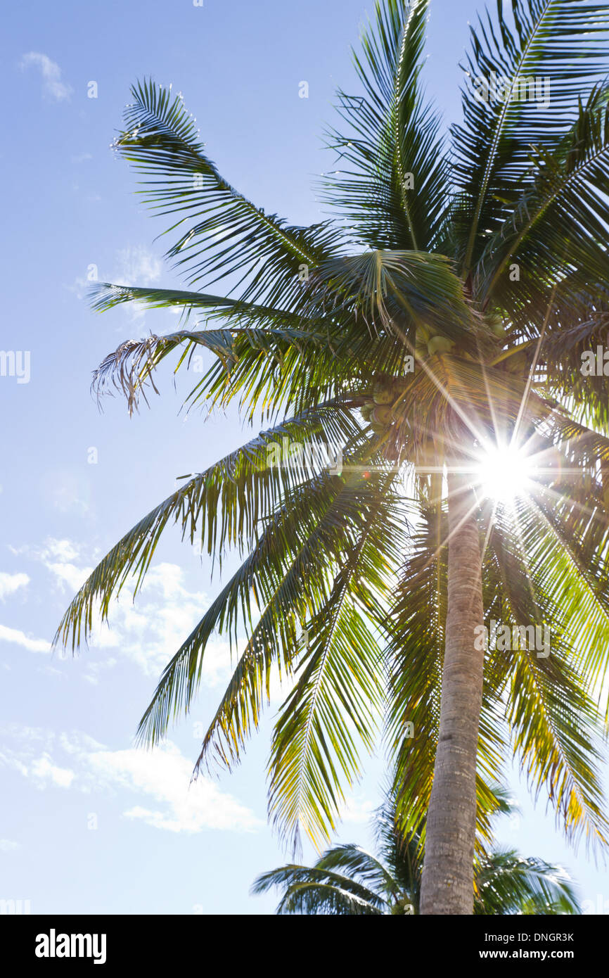 palm tree with sun flare trough the leaves waving in the wind of a ...