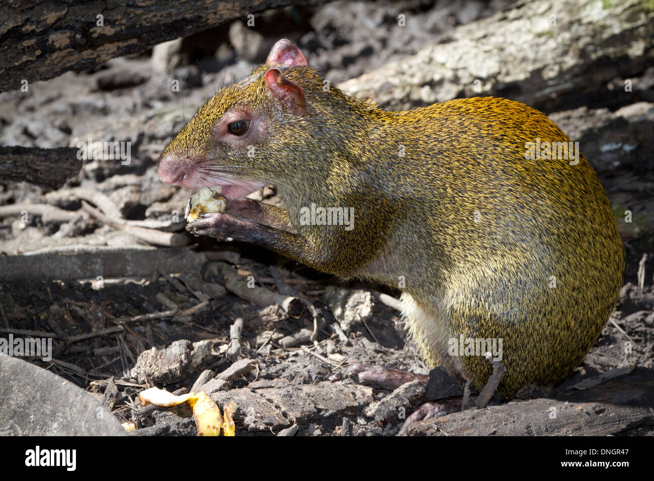 close up of a golden agouti feeding of fruit in the rain forest of ...