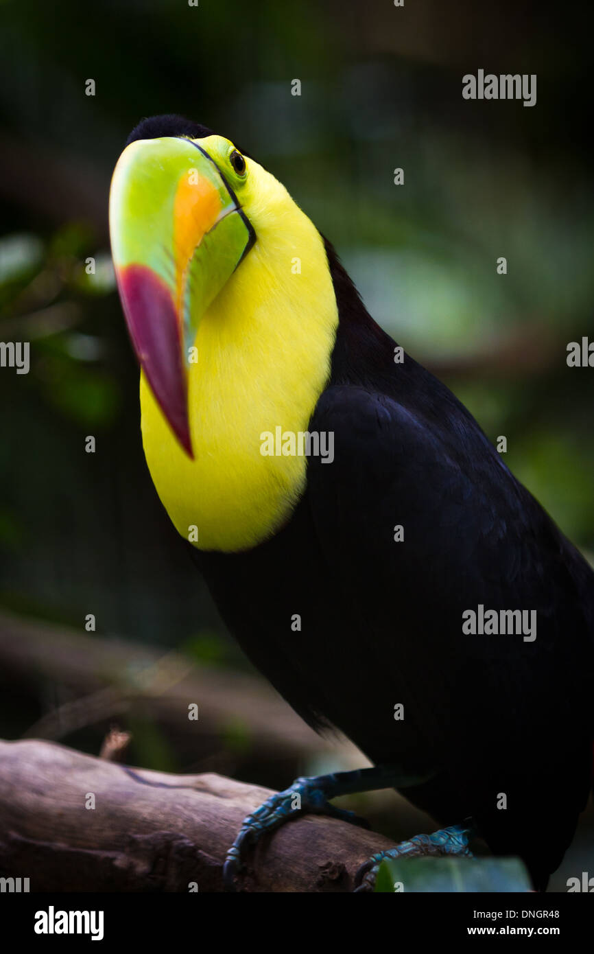 closeup of a keel billed toucan in the rainforest of Belize Stock Photo ...