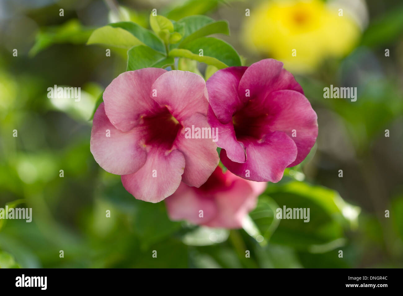 Pink allamanda hi-res stock photography and images - Alamy