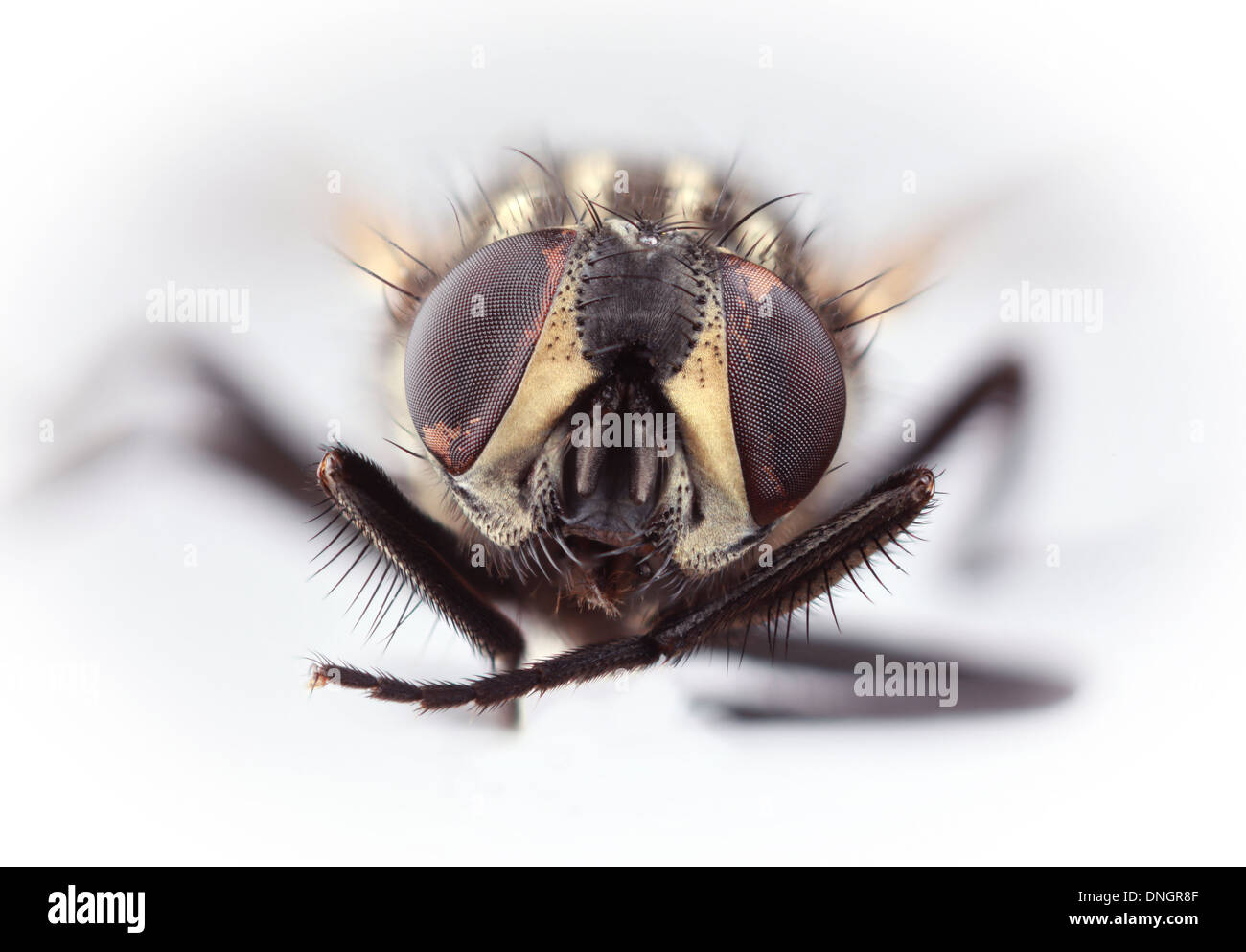 Musca Domestica Stock Photos & Musca Domestica Stock Images - Alamy