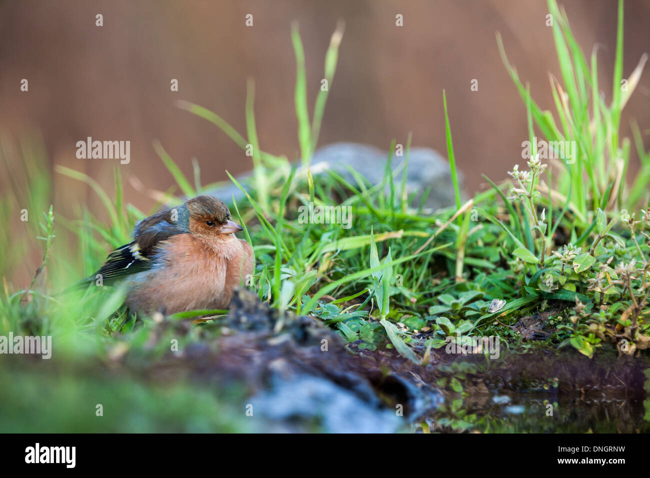 This beautiful flag I have seen in my bird hide Stock Photo - Alamy