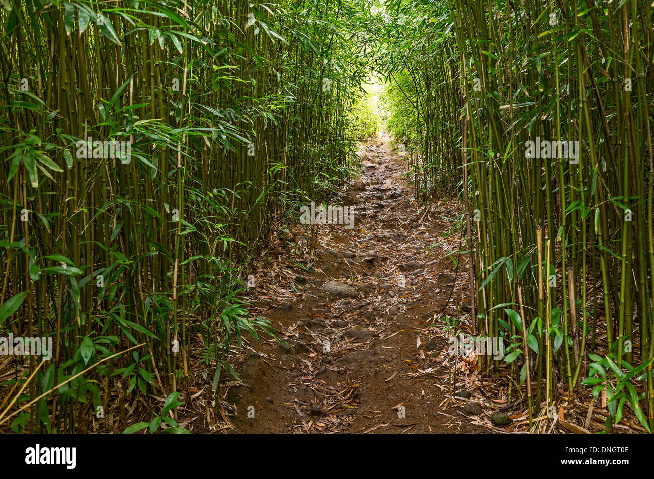 The magical bamboo forest of Maui near Na'ili'ili Haele on the Road to ...