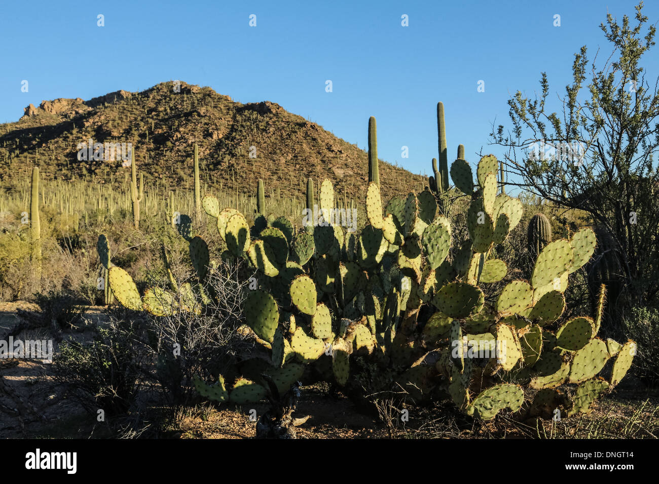 Cacti park hi-res stock photography and images - Alamy
