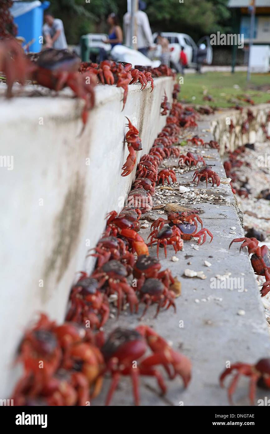Christmas island red crabs hi-res stock photography and images - Alamy