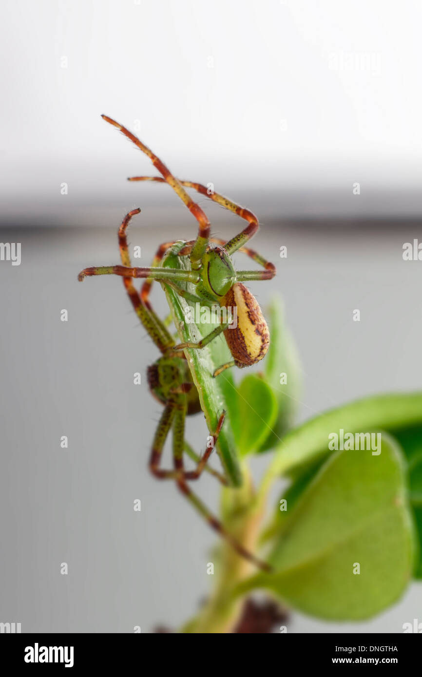 The Green Crab Spider (Diaea dorsata Stock Photo - Alamy
