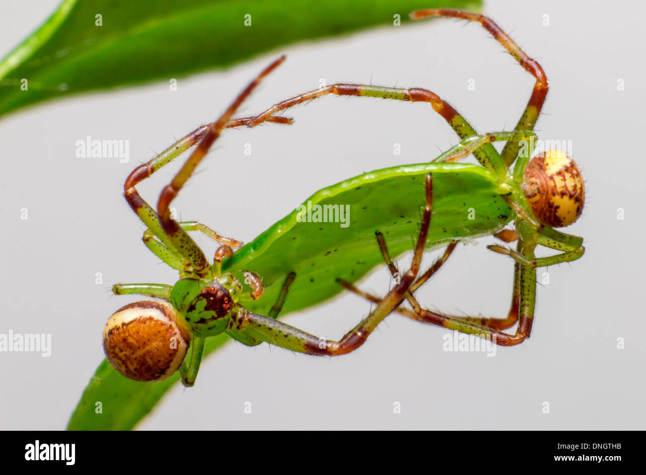 The Green Crab Spider (Diaea dorsata Stock Photo - Alamy