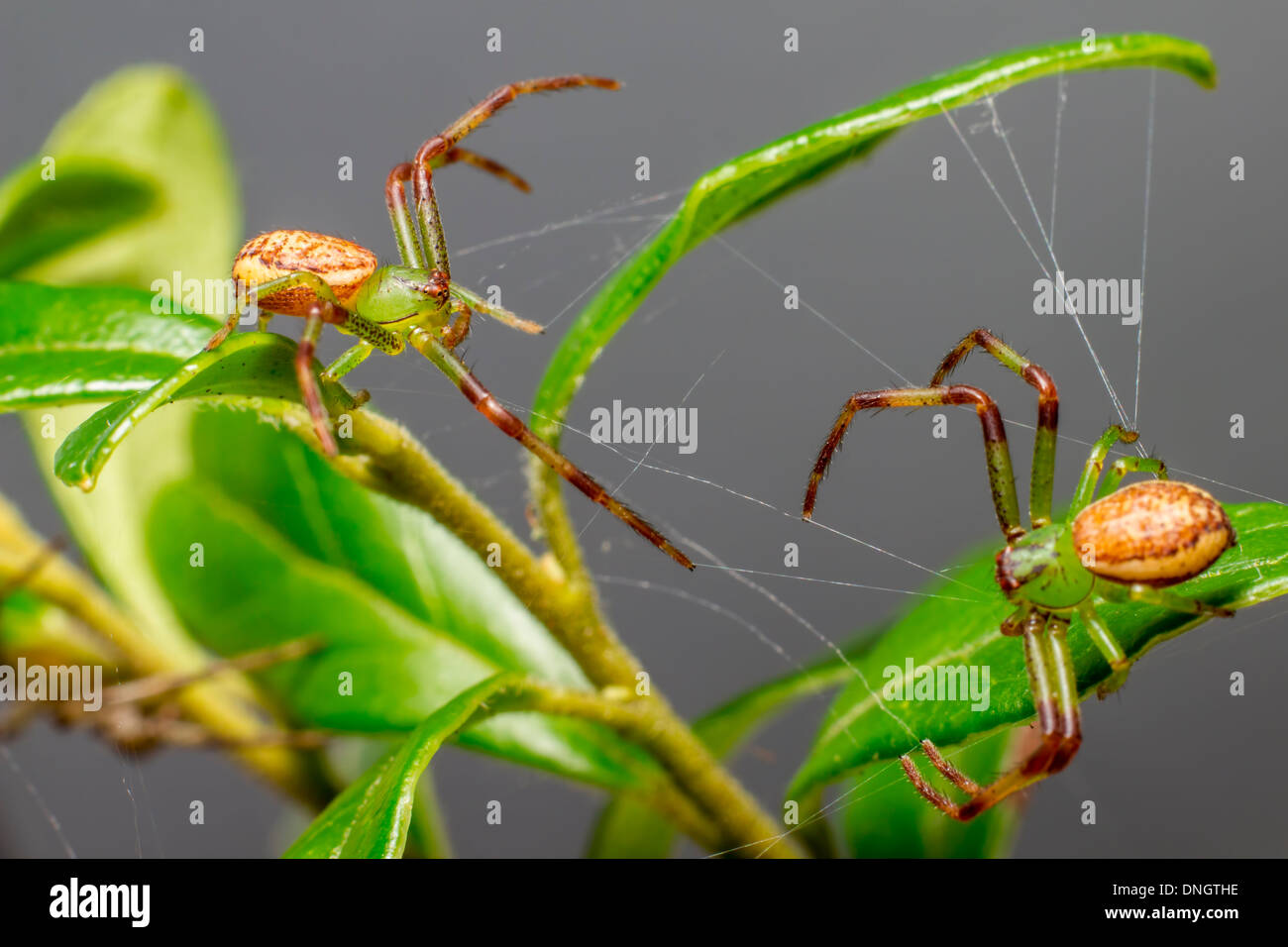 The Green Crab Spider (Diaea dorsata Stock Photo - Alamy