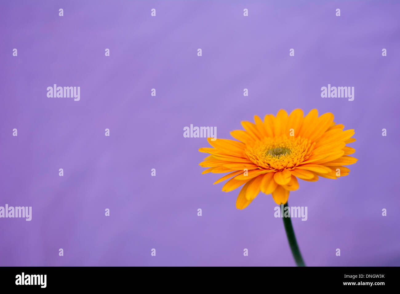 An Yellow Flower on Light Pink Background. Amazingly beautiful and 24mp ...
