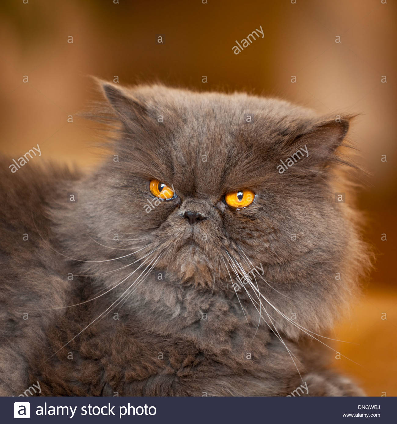 Beautiful Persian High Resolution Stock Photography and Images - Alamy