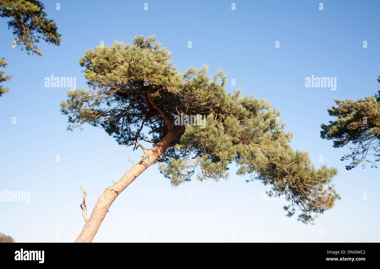 Scots pine tree hi-res stock photography and images - Alamy