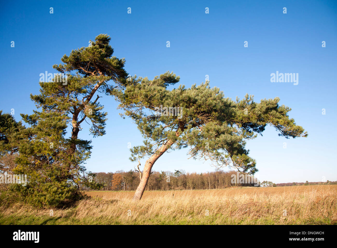 Scots pine tree hi-res stock photography and images - Alamy