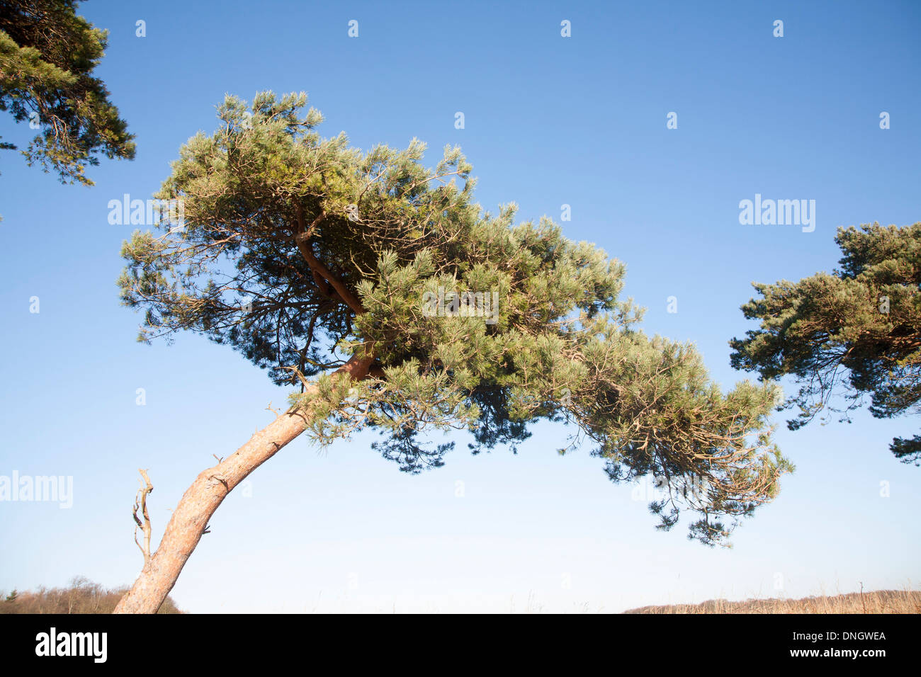 Bent pine tree hi-res stock photography and images - Alamy
