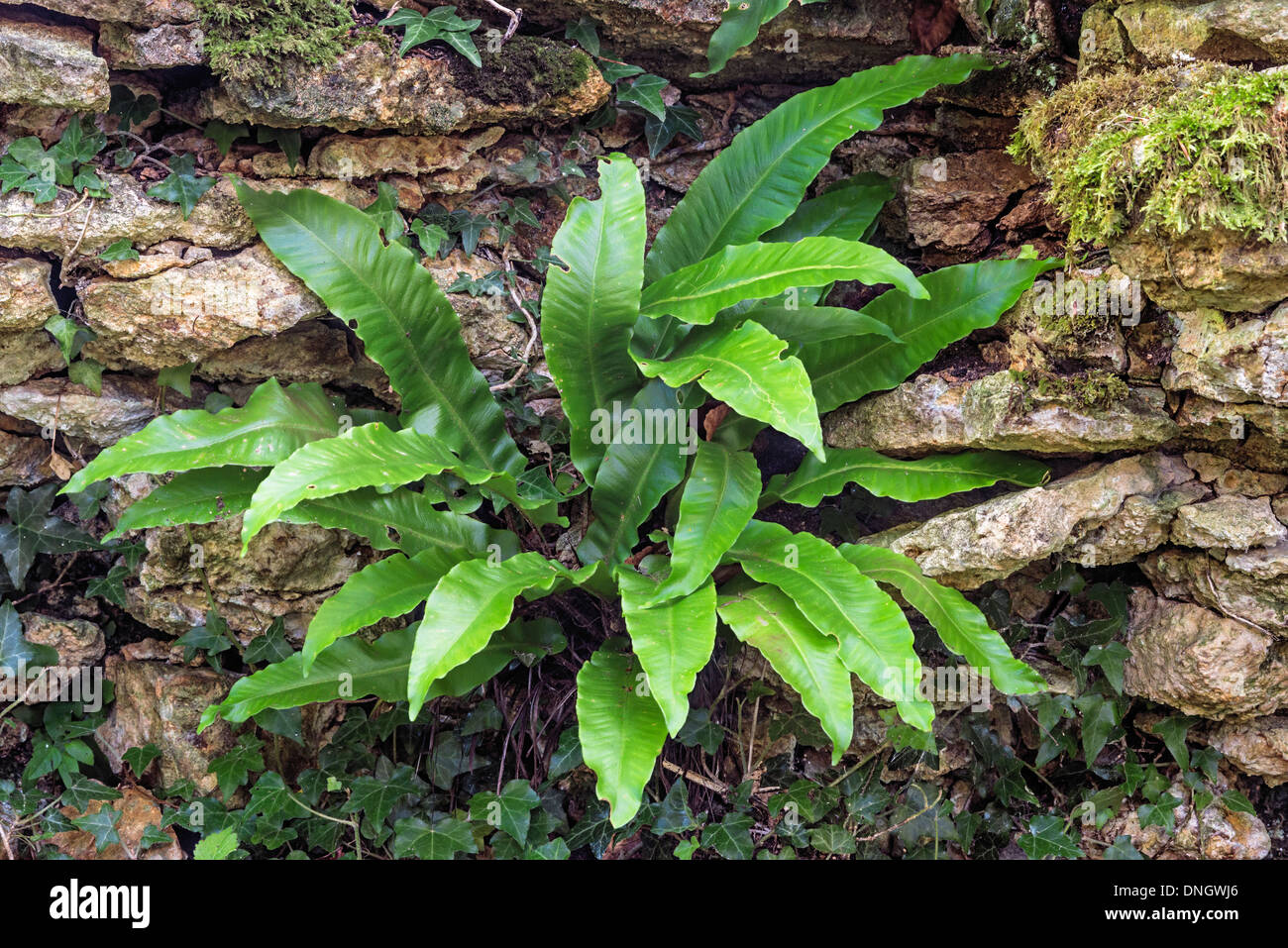 hart's-tongue fern Asplenium scolopendrium Stock Photo - Alamy