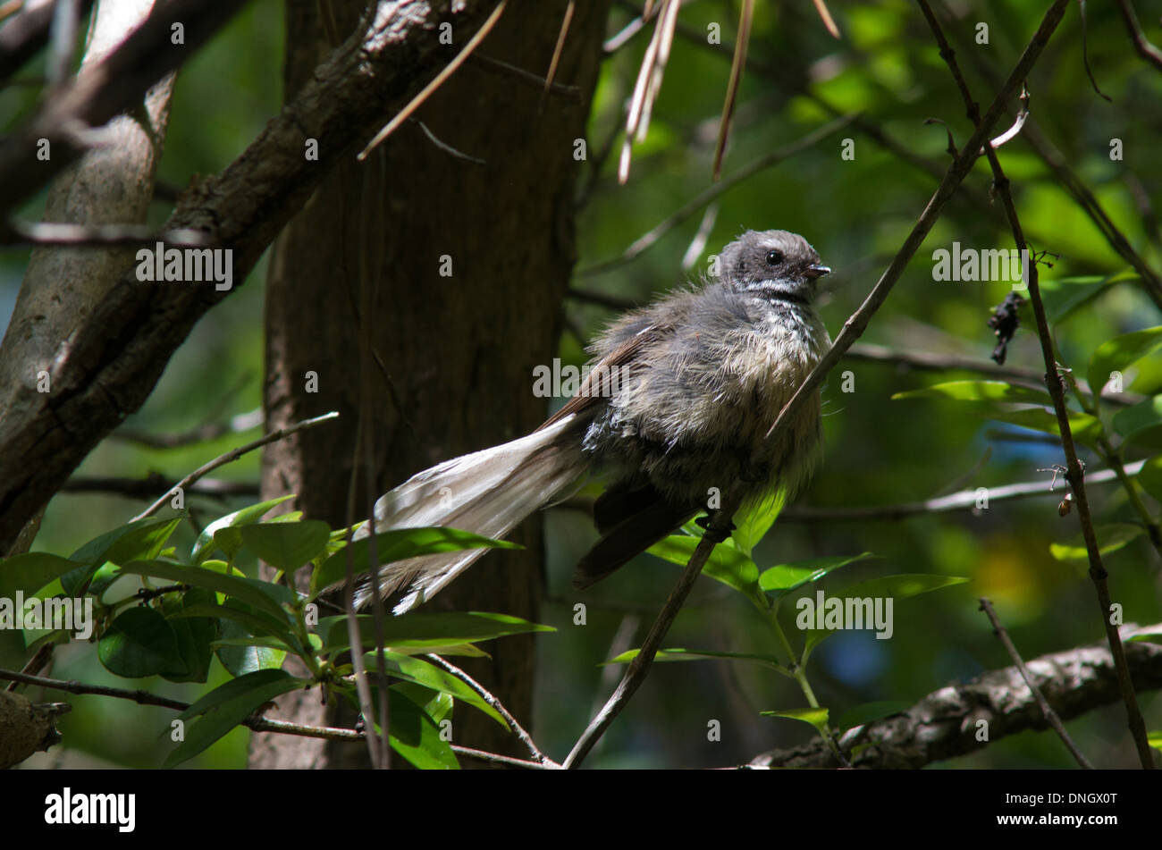 New Zealand Fantail High Resolution Stock Photography and Images - Alamy