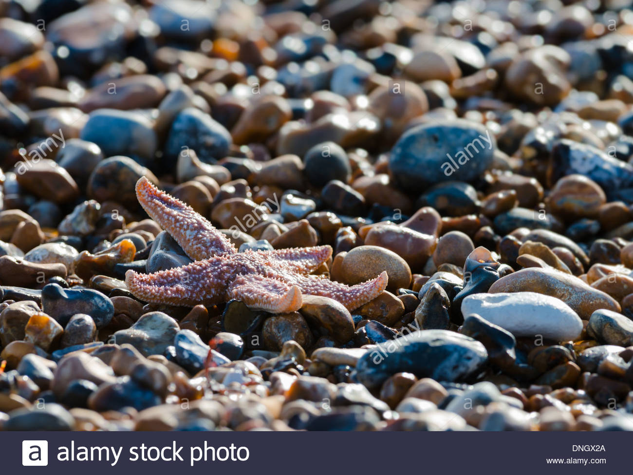 Common Starfish Stock Photos & Common Starfish Stock Images - Alamy