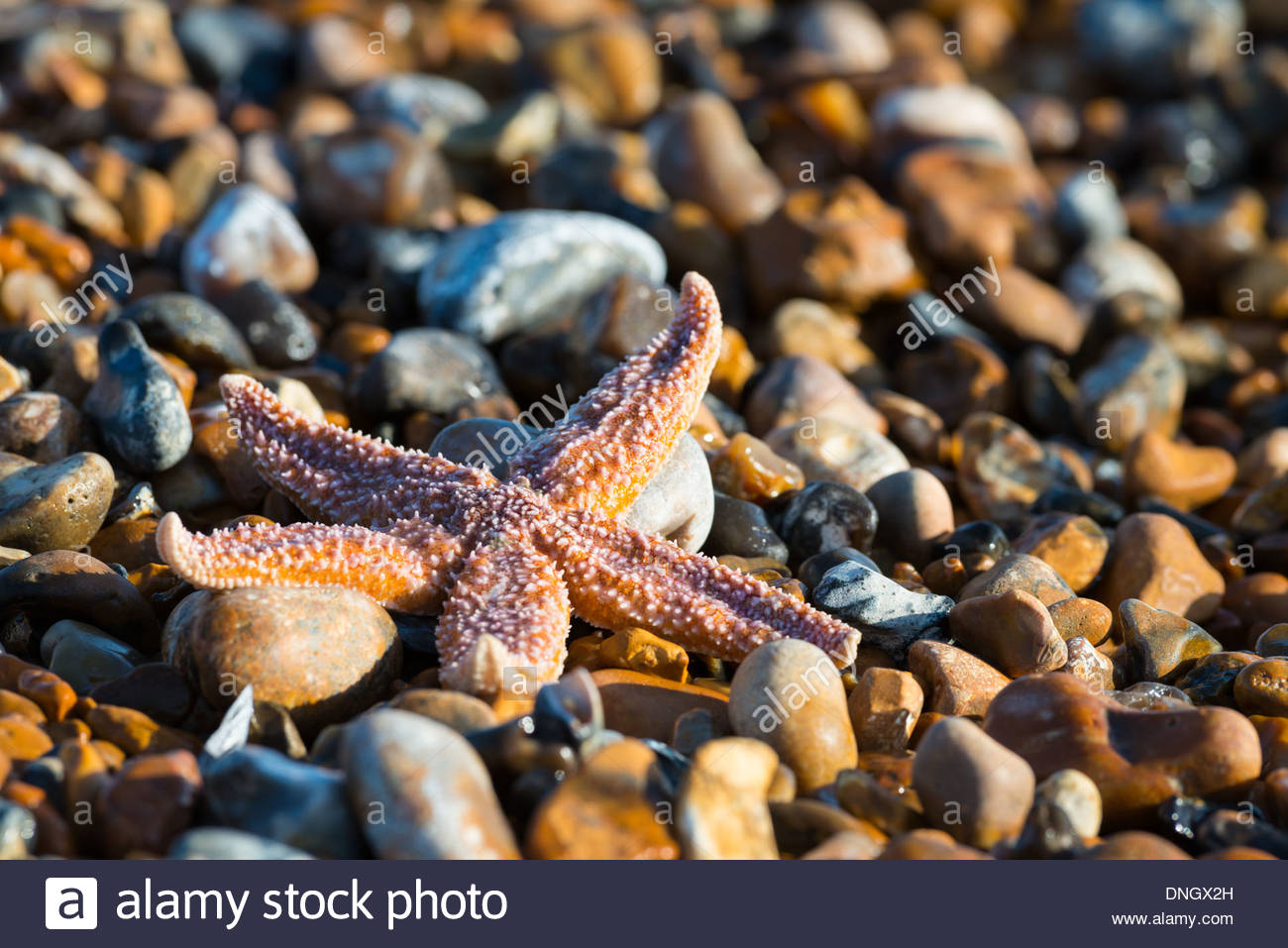 Common Starfish Stock Photos & Common Starfish Stock Images - Alamy