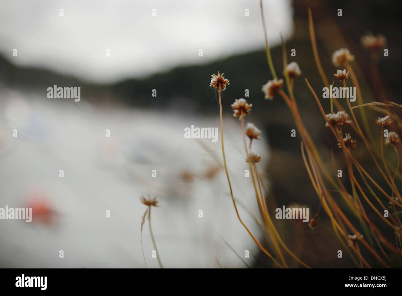 Narrow depth of field hi-res stock photography and images - Alamy