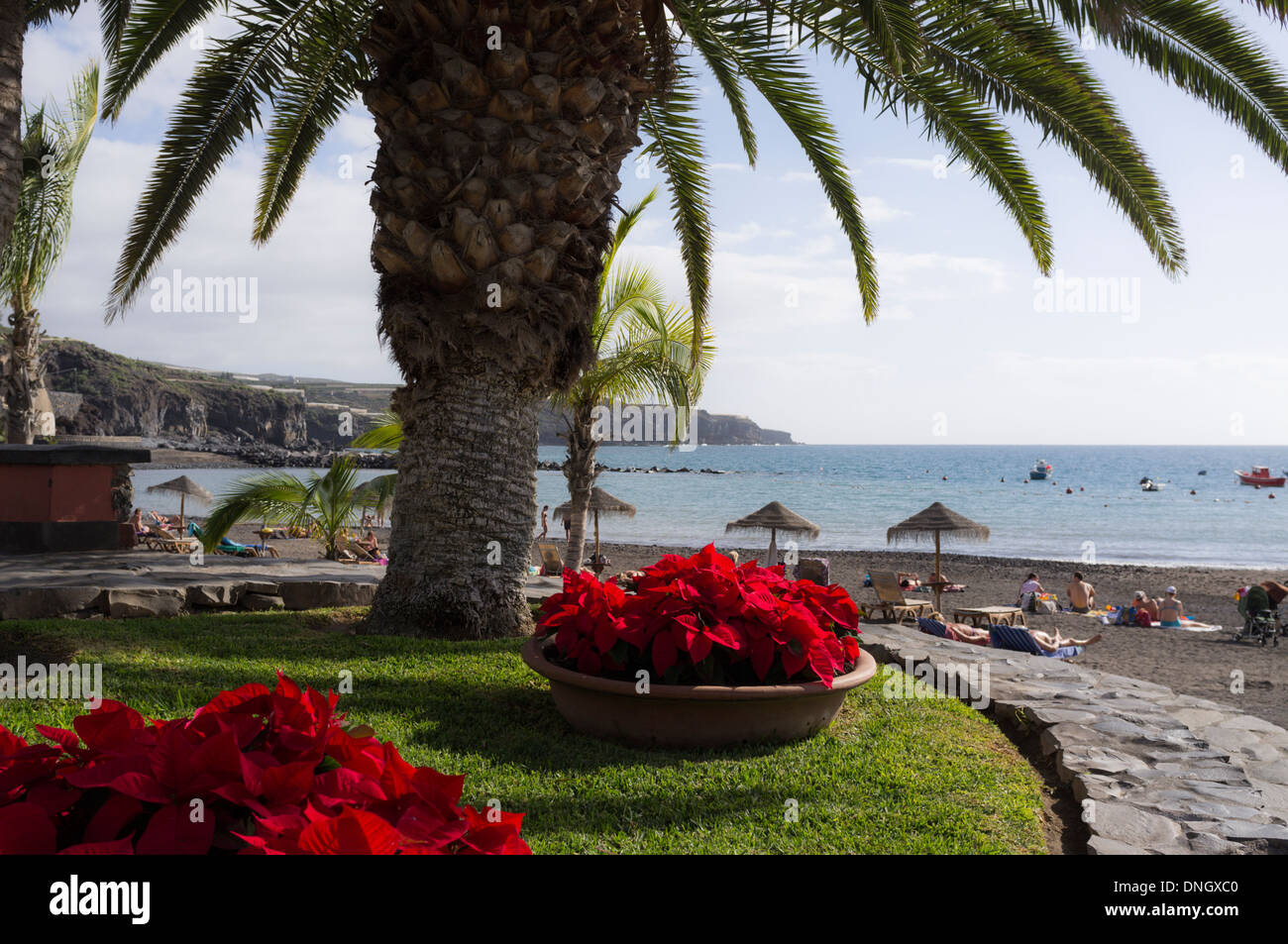 Flor de playa hi-res stock photography and images - Alamy
