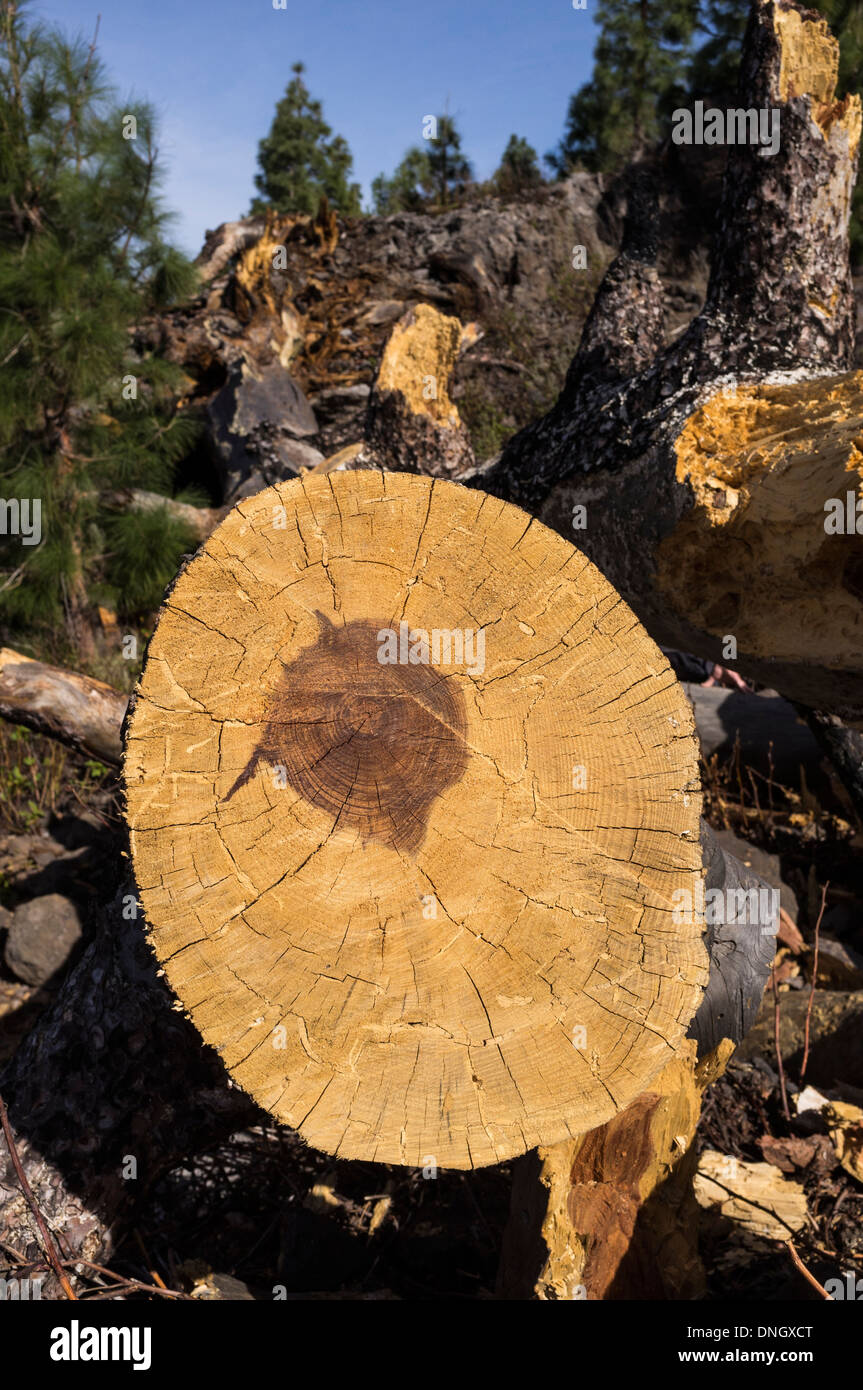 Fallen pine tree hi-res stock photography and images - Alamy
