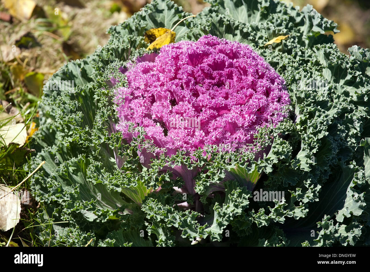 Ornamental cabbage winter hi-res stock photography and images - Alamy