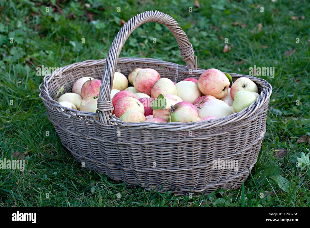 big basket full of apples on green grass background Stock Photo - Alamy