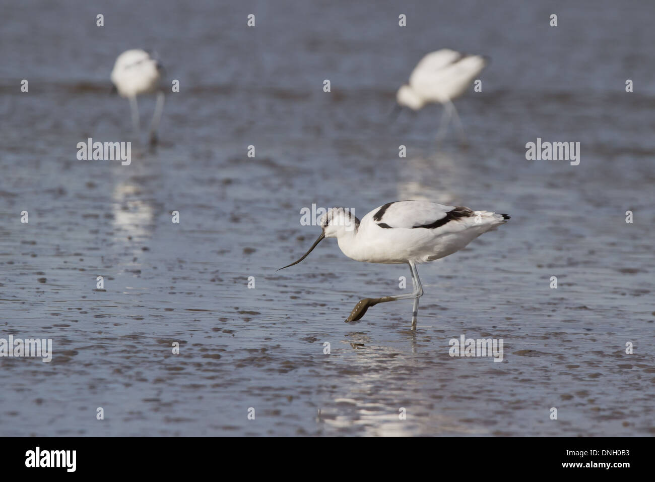 Juvenile avocet hi-res stock photography and images - Alamy