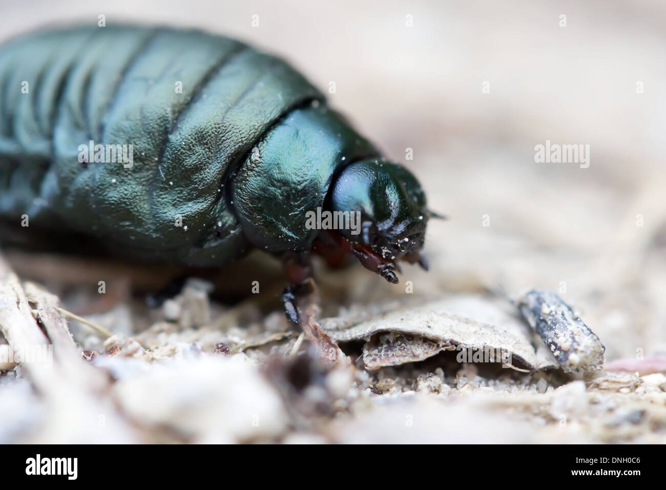 Beetle larva hi-res stock photography and images - Alamy
