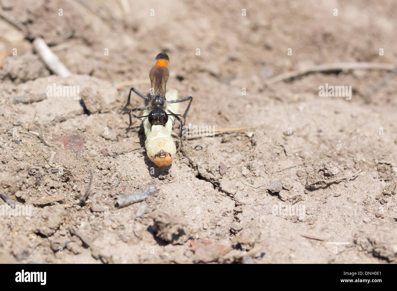 Sand digger wasp (Ammophila sabulosa) with paralysed caterpillar prey ...