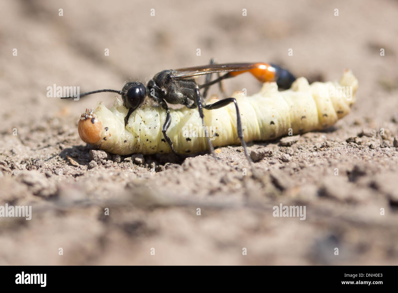 Sand digger wasp (Ammophila sabulosa) with paralysed caterpillar prey ...