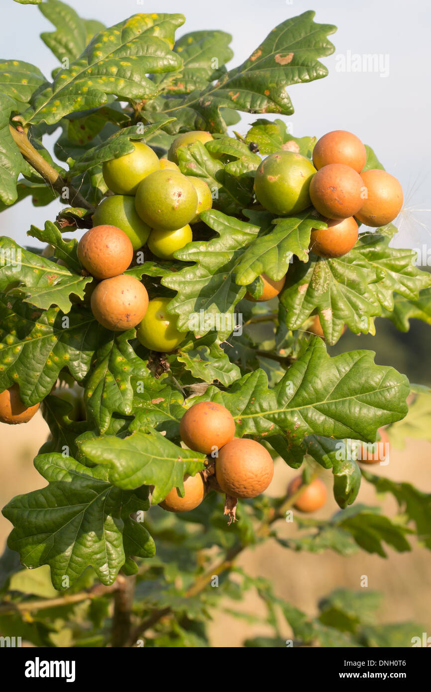 Marble galls (Andricus kollari) on scrub oak. Surrey, UK Stock Photo ...