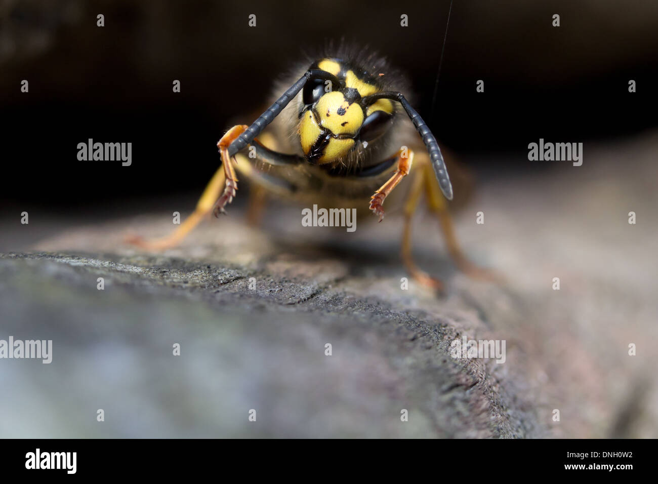 Queen Wasp Stock Photos & Queen Wasp Stock Images - Alamy
