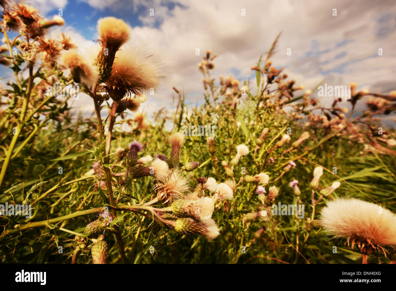 River Reeds, Norfolk, UK Stock Photo - Alamy